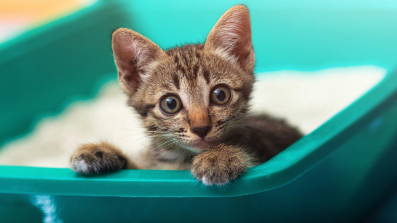 BLOG_featured-image_Rectal Prolapse_Sept 2024 - National Kitten Coalition