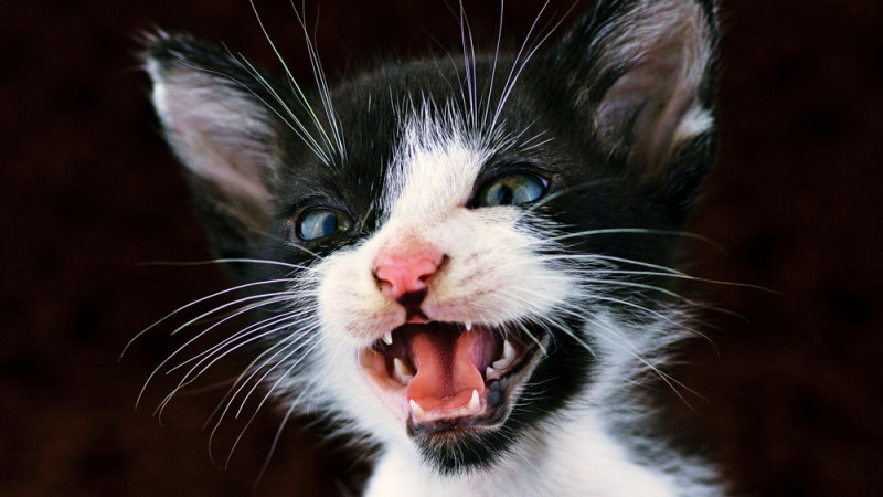 Something to Smile About: Kitten Dentition - National Kitten Coalition