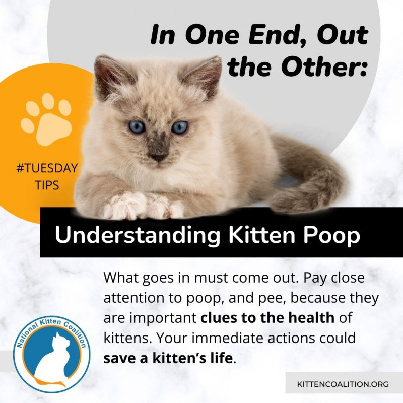 In One End, Out the Other: Understanding Kitten Poop - National Kitten ...