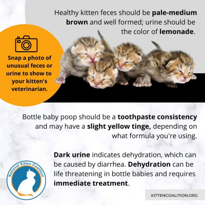 In One End, Out the Other: Understanding Kitten Poop - National Kitten ...