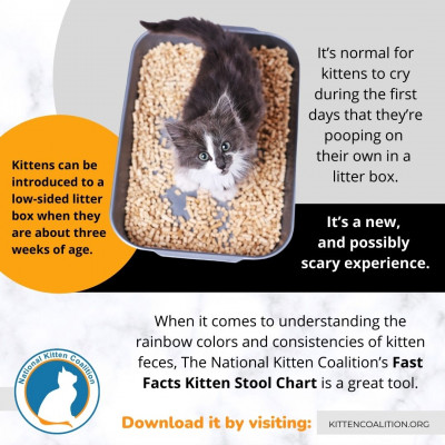 In One End, Out the Other: Understanding Kitten Poop - National Kitten ...