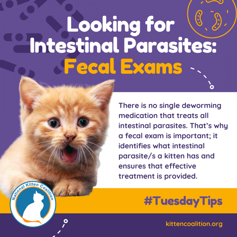 Looking for Intestinal Parasites: Fecal Exams - National Kitten Coalition