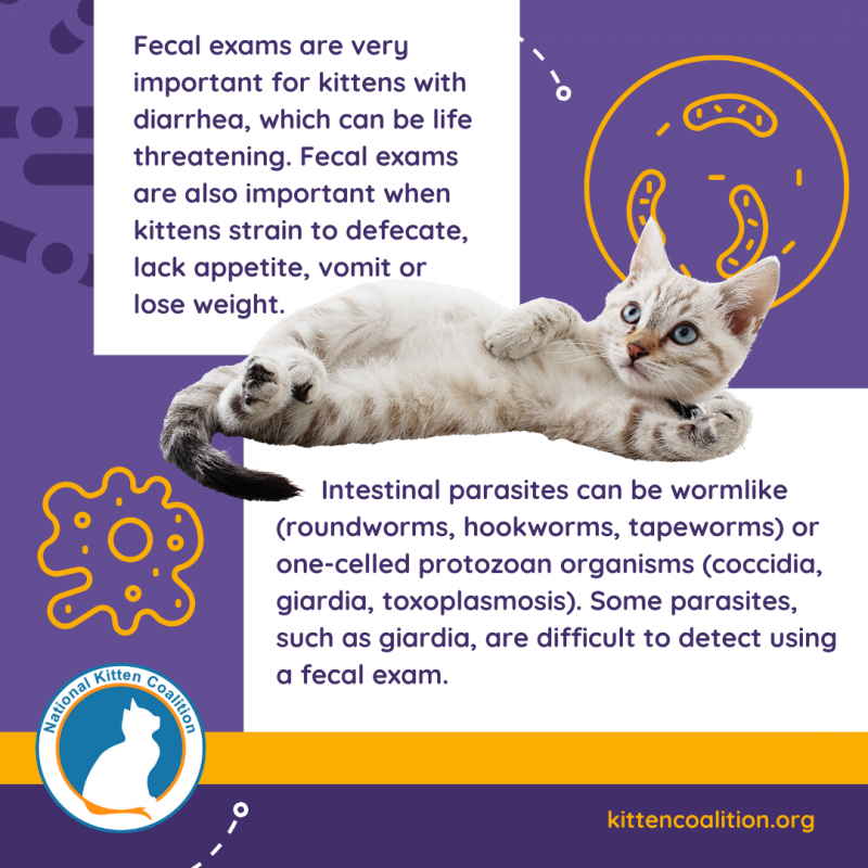 Looking for Intestinal Parasites: Fecal Exams - National Kitten Coalition