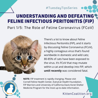 The Role of Feline Coronavirus (FCoV): Part 1 of 5 - National Kitten ...