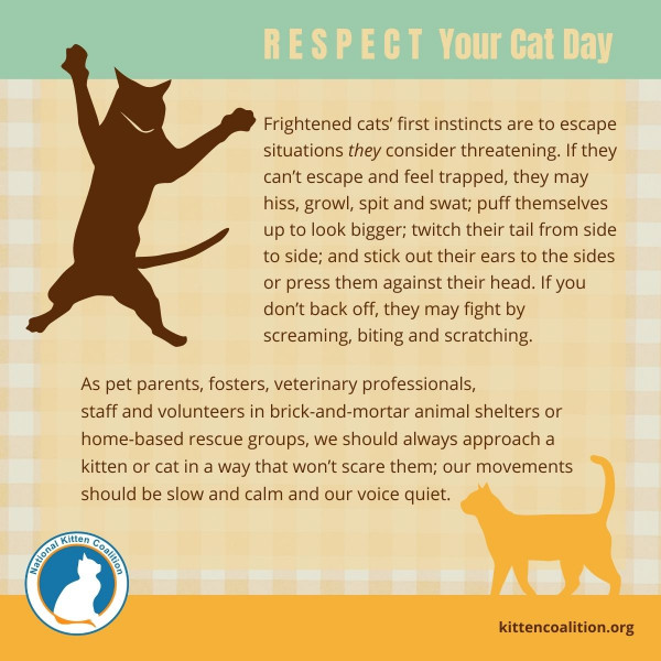Respecting Cats and Kittens - National Kitten Coalition