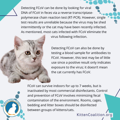 The Role of Feline Coronavirus (FCoV): Part 1 of 5 - National Kitten ...