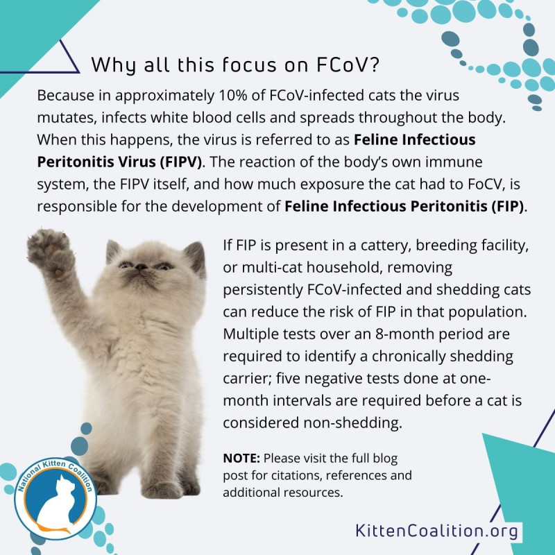 The Role of Feline Coronavirus (FCoV): Part 1 of 5 - National Kitten ...