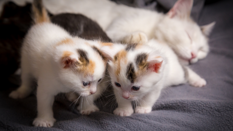 The Role of Feline Coronavirus (FCoV): Part 1 of 5 - National Kitten ...