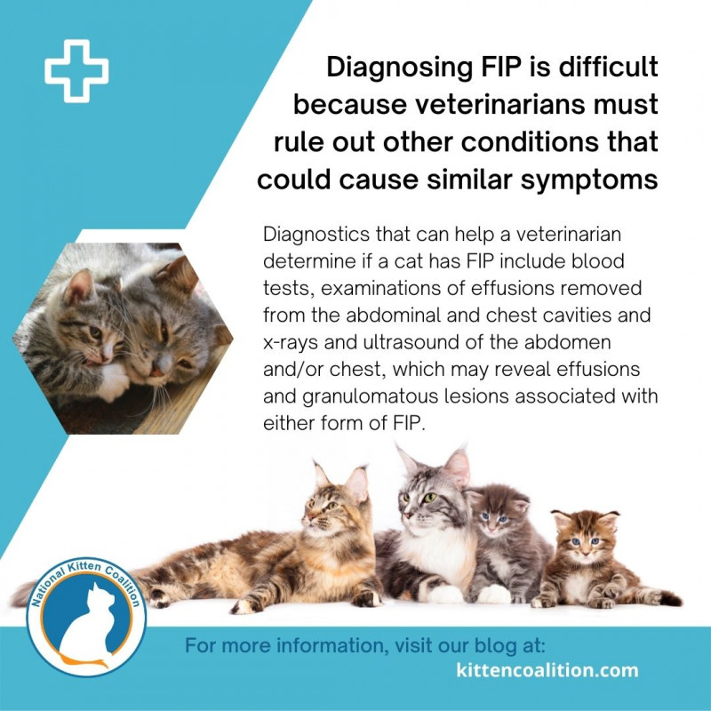 The Symptoms and Diagnosis of FIP: Part 3 of 5 - National Kitten Coalition