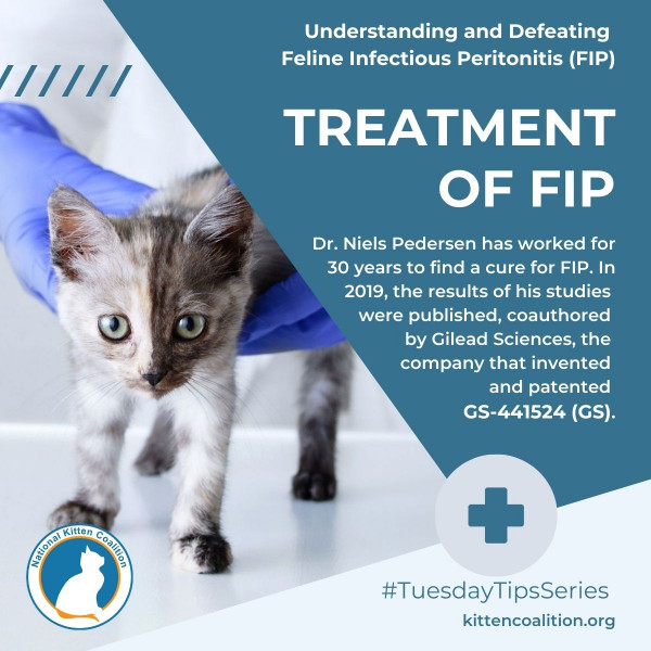 Treatment of FIP: Part 4 of 5 - National Kitten Coalition