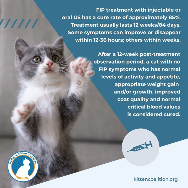 Treatment of FIP: Part 4 of 5 - National Kitten Coalition