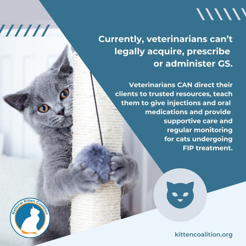 Treatment of FIP: Part 4 of 5 - National Kitten Coalition