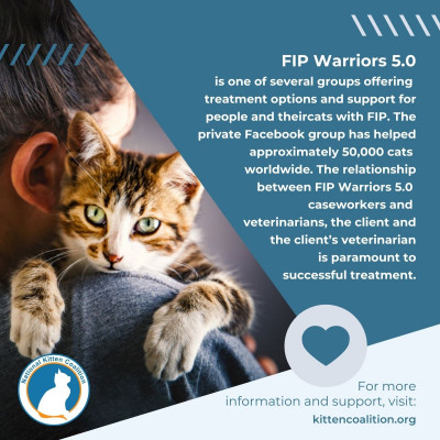 Treatment of FIP: Part 4 of 5 - National Kitten Coalition