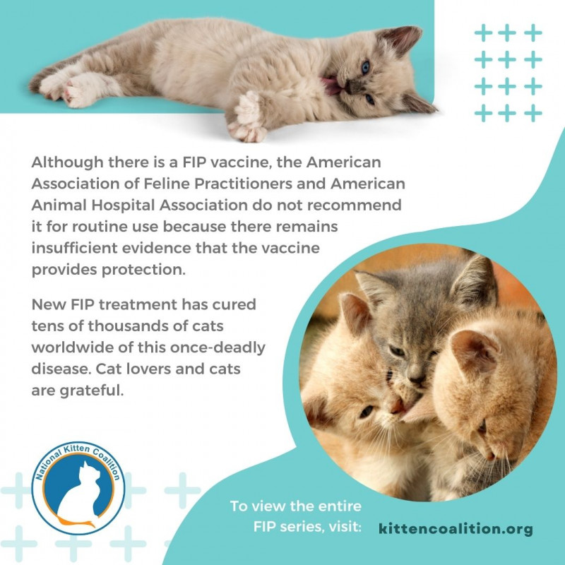 Control and Prevention of FIP: Part 5 of 5 - National Kitten Coalition
