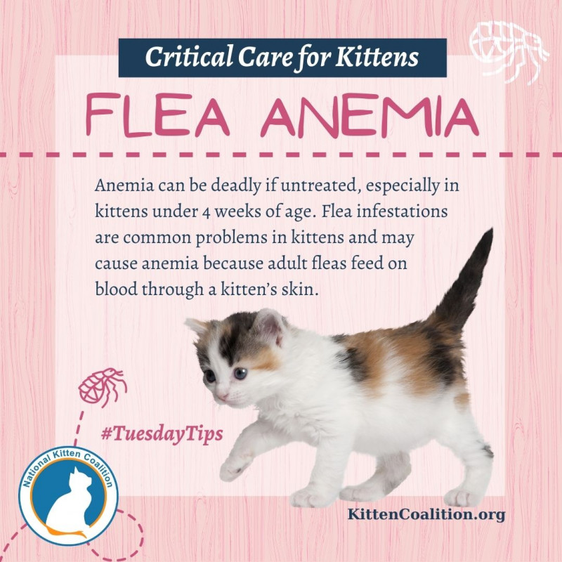 Critical Care for Kittens–Flea Anemia: Part 4 of 4 - National Kitten ...