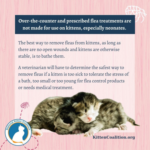 Critical Care for Kittens–Flea Anemia: Part 4 of 4 - National Kitten ...