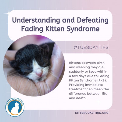 Understanding and Defeating Fading Kitten Syndrome - National Kitten ...