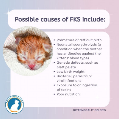 Understanding and Defeating Fading Kitten Syndrome - National Kitten ...