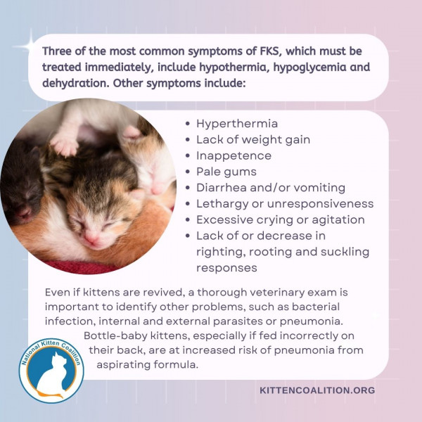 Understanding and Defeating Fading Kitten Syndrome - National Kitten ...