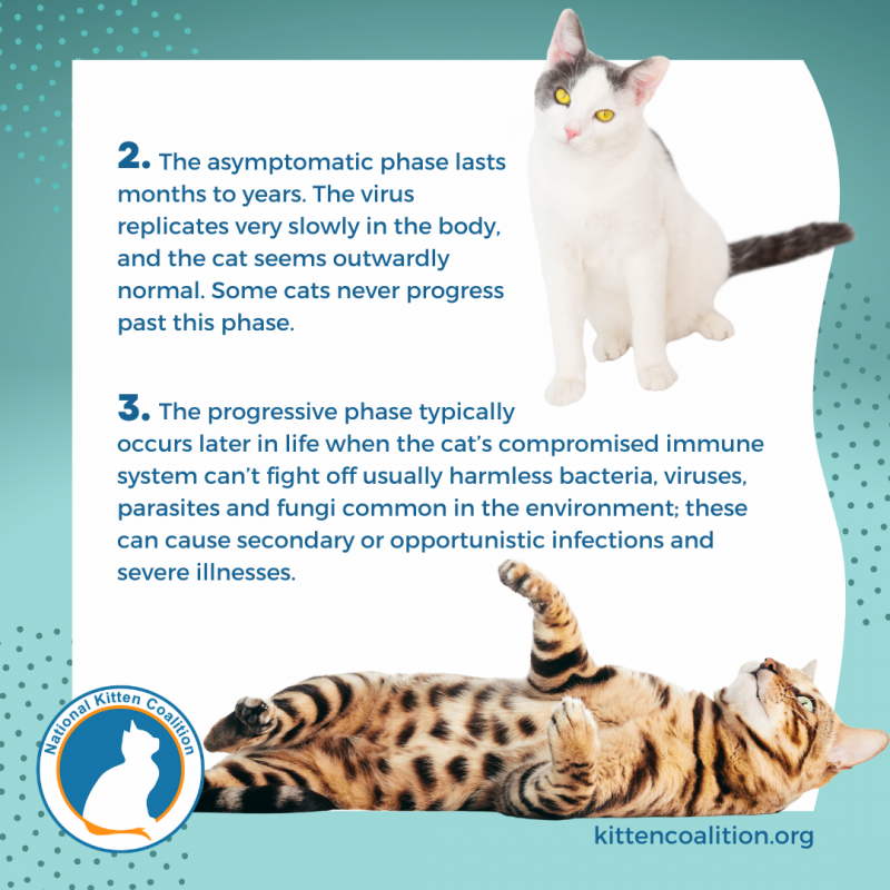 Understanding Feline Immunodeficiency Virus (FIV): Phases and Symptoms ...