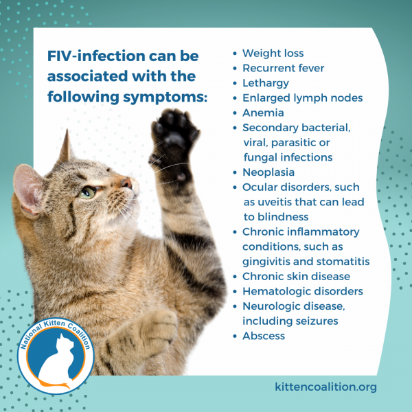 Understanding Feline Immunodeficiency Virus (FIV): Phases and Symptoms ...