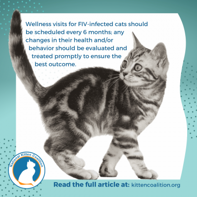 Understanding Feline Immunodeficiency Virus (FIV): Phases and Symptoms ...