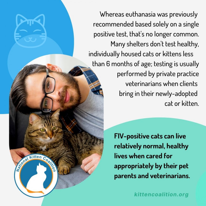 Understanding Feline Immunodeficiency Virus (FIV): Prevention and ...