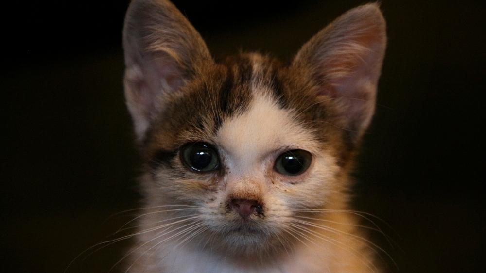 Nothing To Sneeze At Upper Respiratory Infections In Kittens Nothing To Sneeze At Upper Respiratory Infections In Kittens