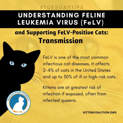 Understanding Feline Leukemia Virus (FeLV) and Supporting FeLV-Positive ...
