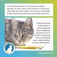 Understanding Feline Immunodeficiency Virus (FIV): Transmission and ...