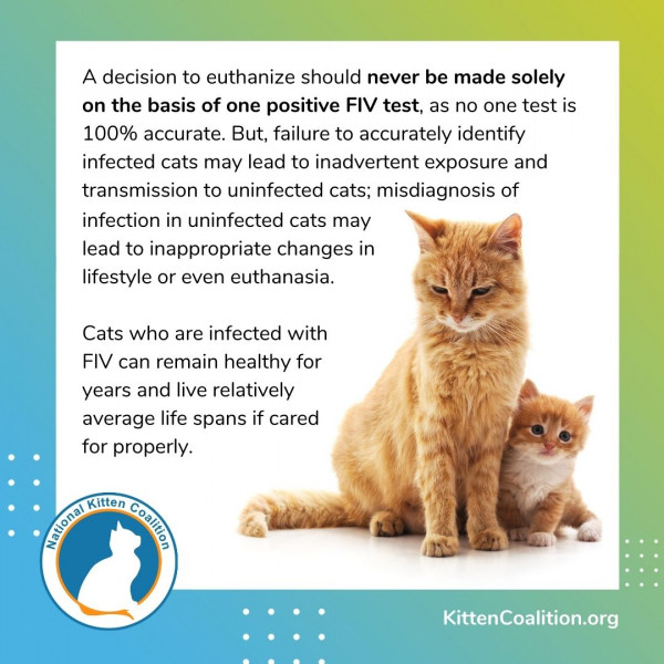 Understanding Feline Immunodeficiency Virus (FIV): Transmission and ...