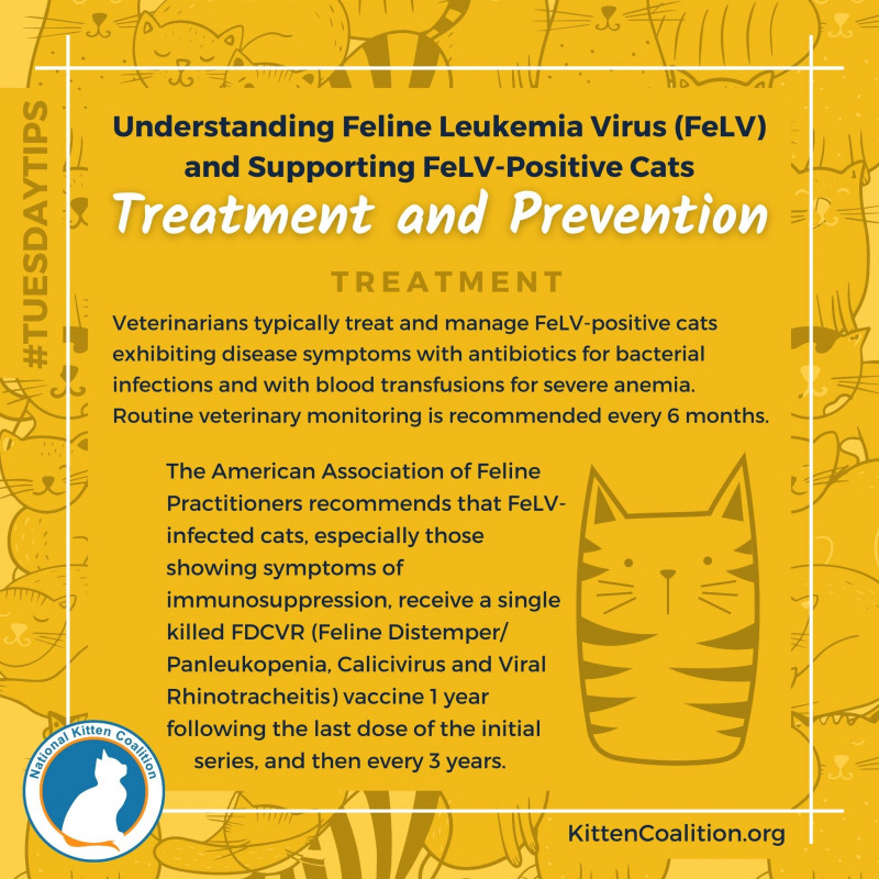 Understanding Feline Leukemia Virus (FeLV) and Supporting FeLV-Positive ...