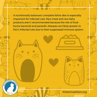 Understanding Feline Leukemia Virus (FeLV) and Supporting FeLV-Positive ...