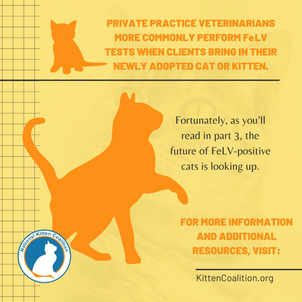 Understanding Feline Leukemia Virus (FeLV) and Supporting FeLV-Positive ...