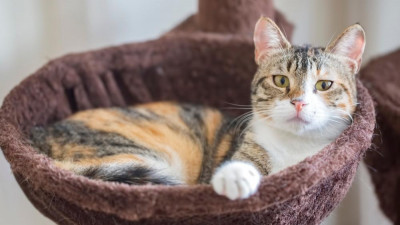 Understanding Feline Leukemia Virus (FeLV) and Supporting FeLV-Positive ...