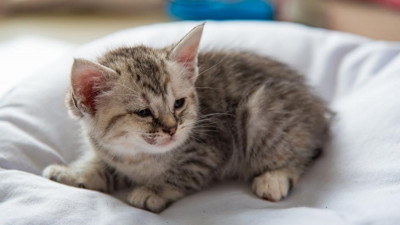 Understanding Feline Calicivirus and Limping Calicivirus - National ...