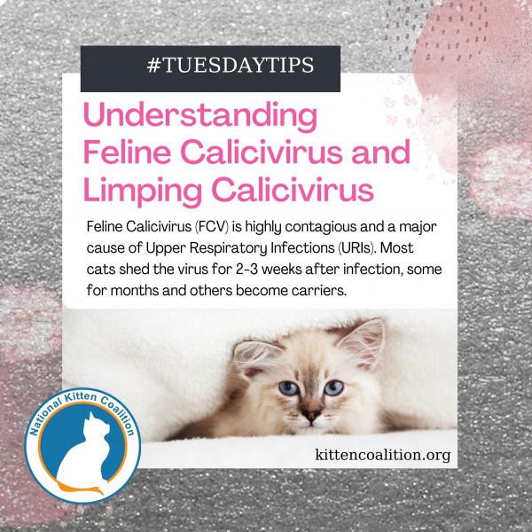 Understanding Feline Calicivirus and Limping Calicivirus - National ...