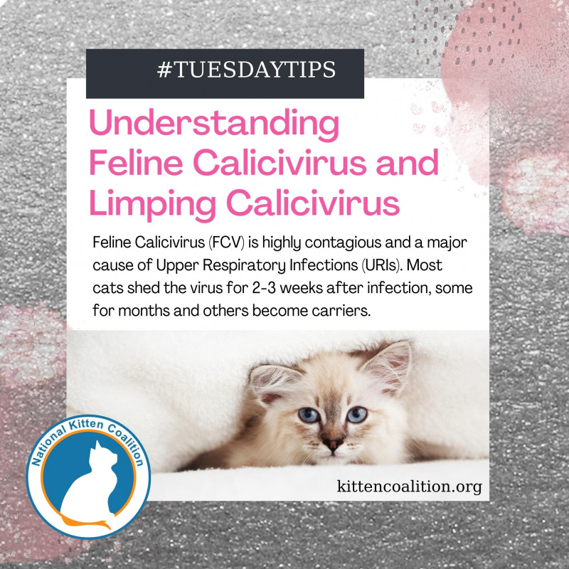 Understanding Feline Calicivirus and Limping Calicivirus - National ...