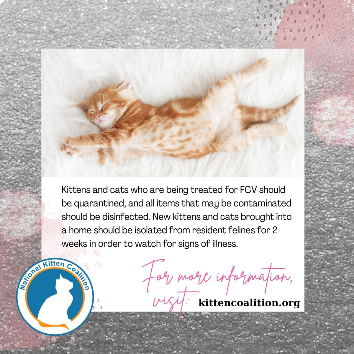 Understanding Feline Calicivirus and Limping Calicivirus - National ...