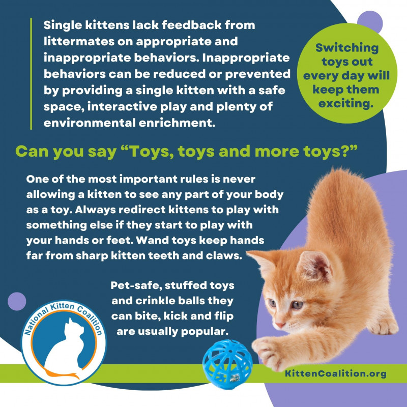 One Is the Loneliest Number: Single Kitten “Syndrome” Behaviors ...