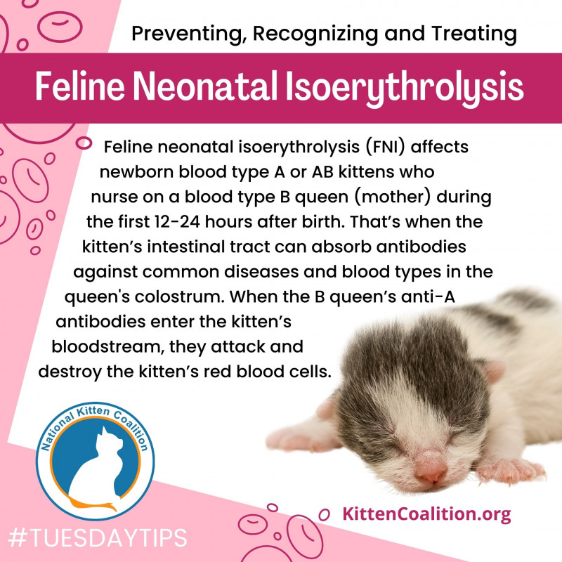 Preventing, Recognizing and Treating Feline Neonatal Isoerythrolysis ...