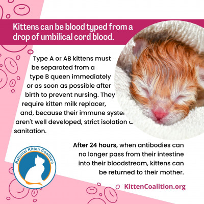Preventing, Recognizing and Treating Feline Neonatal Isoerythrolysis ...