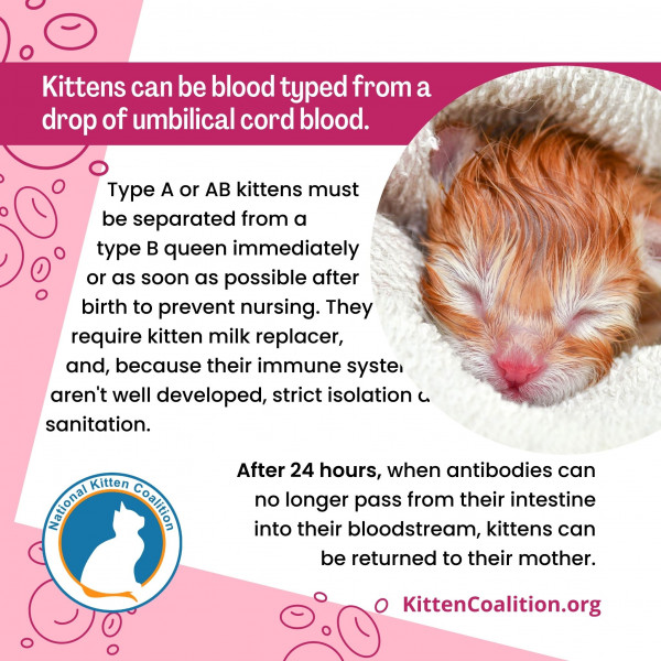 Preventing, Recognizing and Treating Feline Neonatal Isoerythrolysis ...
