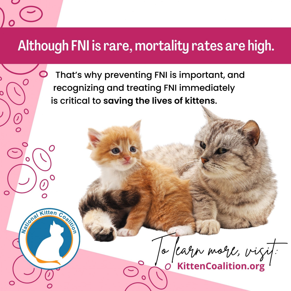 Preventing, Recognizing and Treating Feline Neonatal Isoerythrolysis - National Kitten Coalition