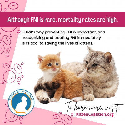 Preventing, Recognizing and Treating Feline Neonatal Isoerythrolysis ...