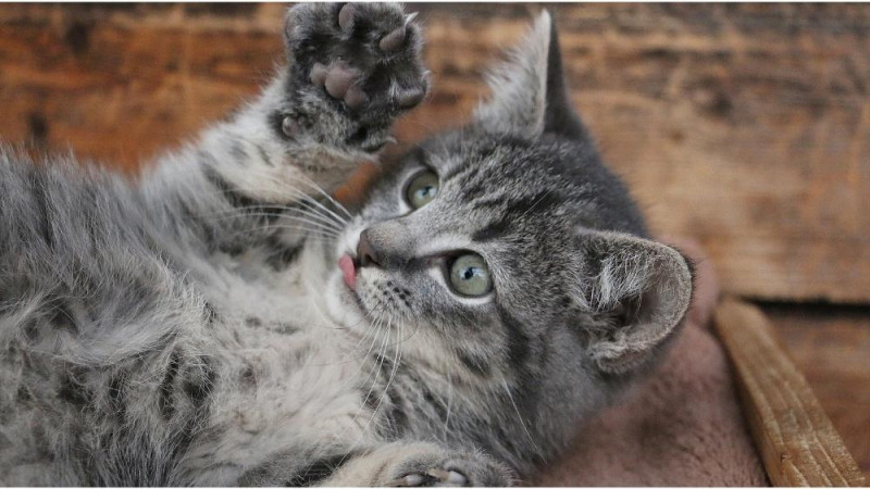 Talking Cats on Social Media - National Kitten Coalition