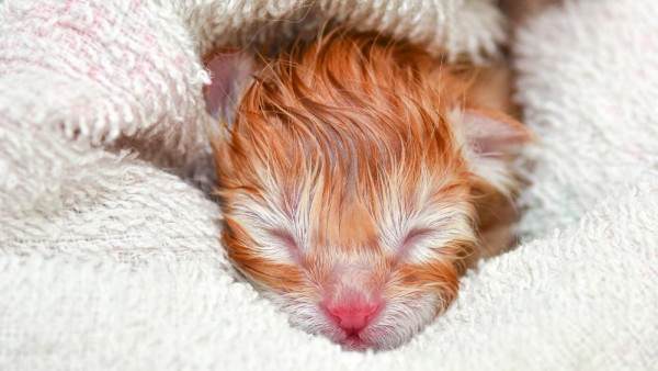 Preventing, Recognizing and Treating Feline Neonatal Isoerythrolysis ...