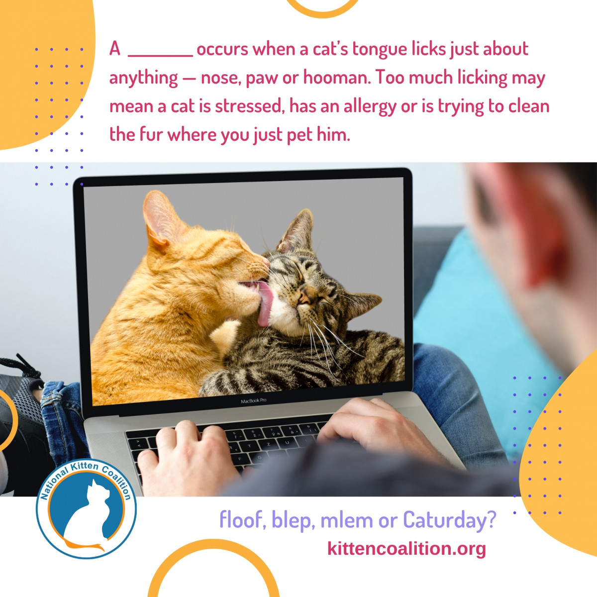 Talking Cats on Social Media - National Kitten Coalition