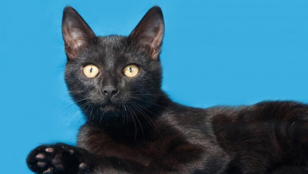 Celebrating Mini Panthers: National Black Cat Day - National Kitten ...