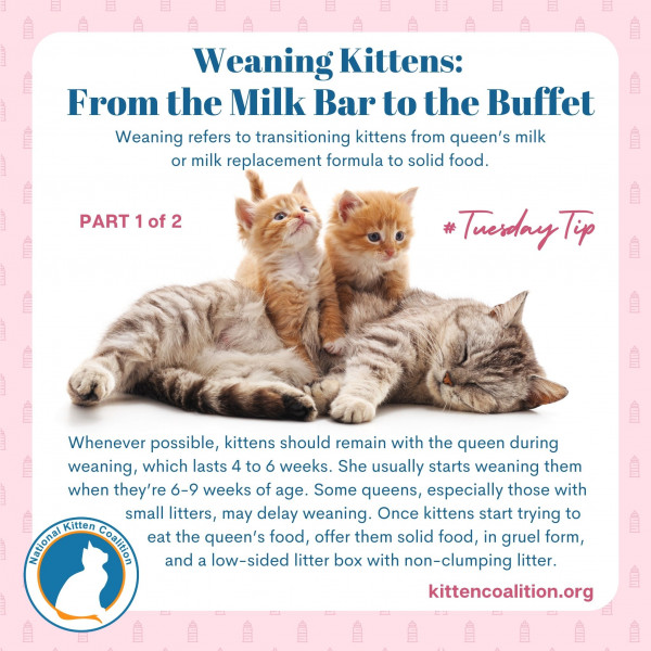 Weaning Kittens: From the Milk Bar to the Buffet - National Kitten ...